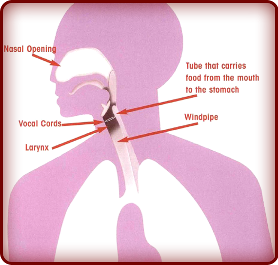 Sound Waves - PowerKnowledge Physical Science